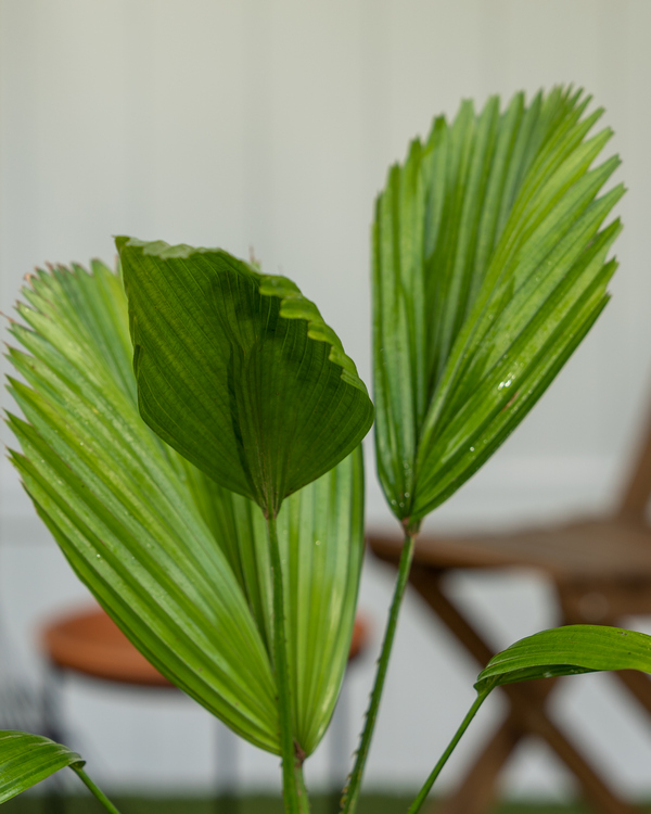 Buy Licuala grandis, Licuala Palm | Free Shipping over $100