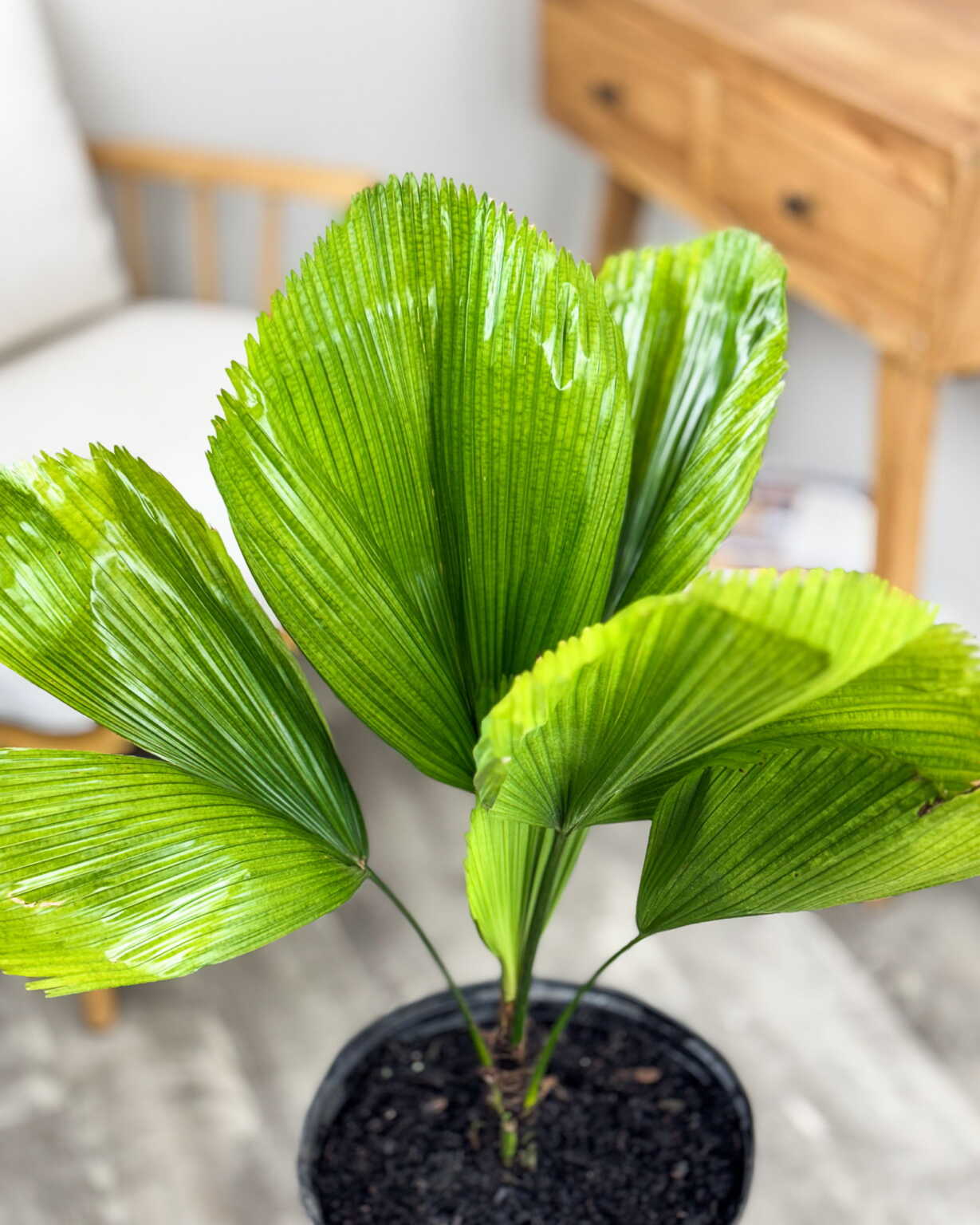 Licuala Grandis Palm | PlantVine