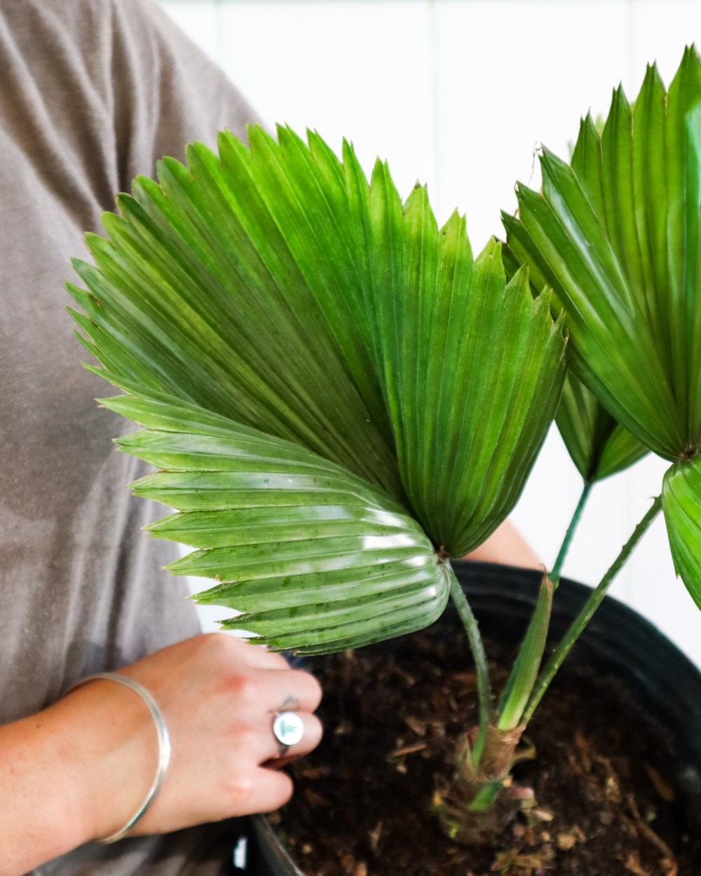 Buy Licuala peltata sumawongii, Licuala peltata elegans | Free Shipping ...