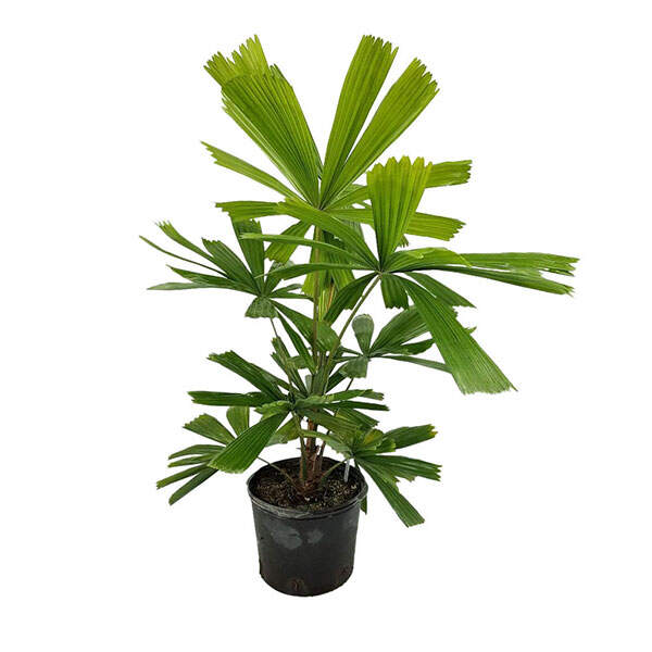 Licuala Ramsayi | PlantVine