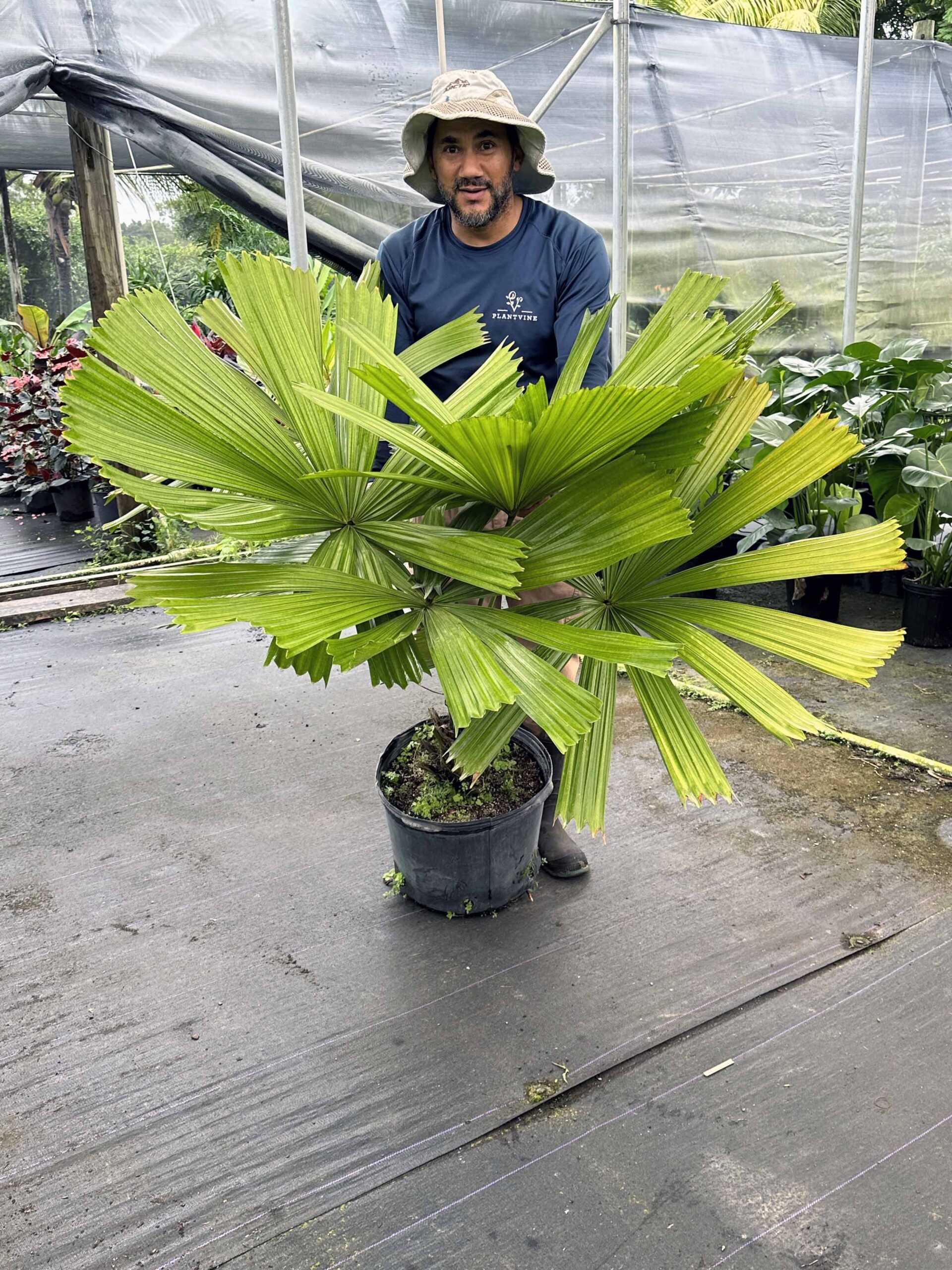 Australian Fan Palm | PlantVine