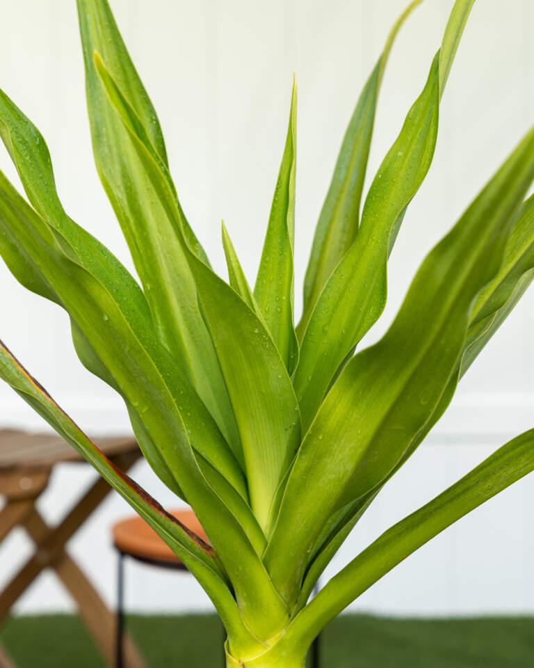 Crinum Lily | PlantVine