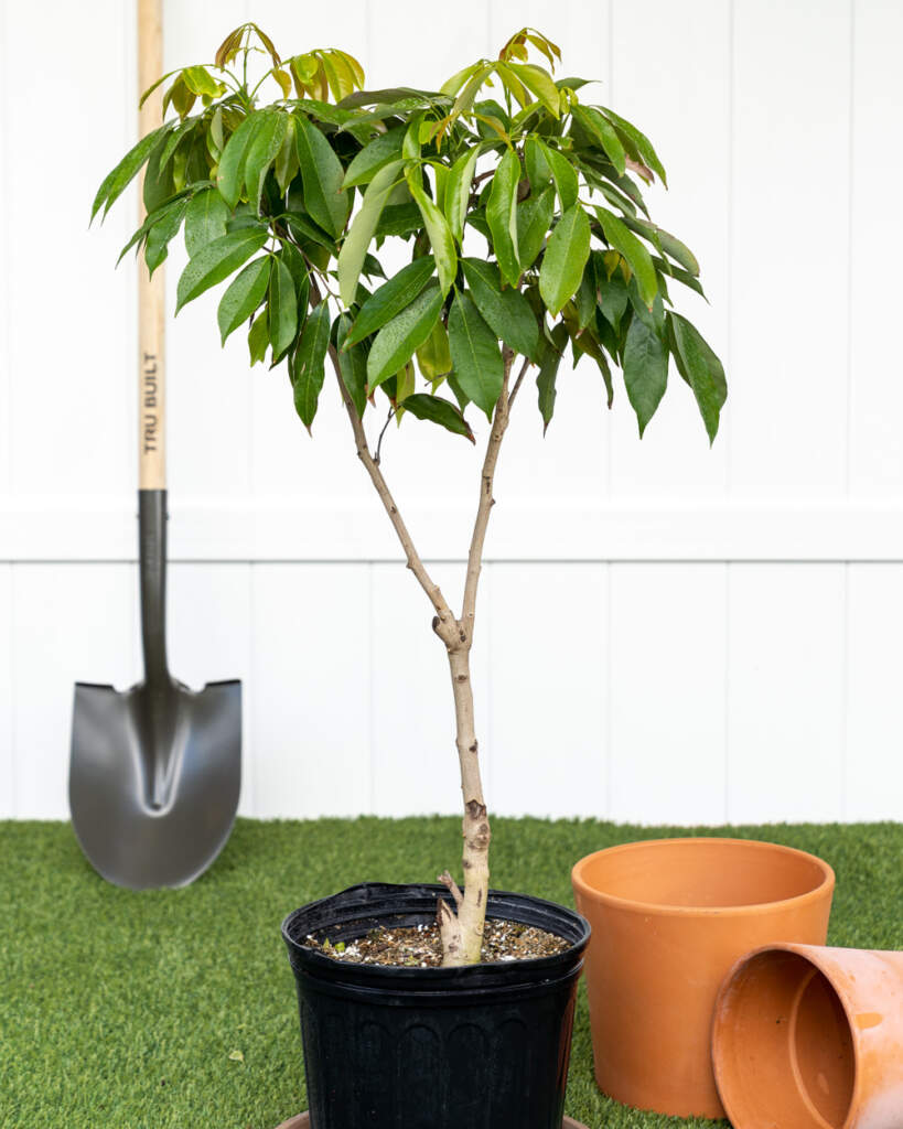Lychee Nut Tree | PlantVine