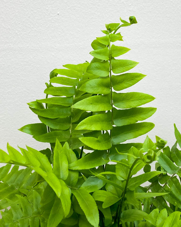 Buy Giant Sword Fern, Macho Fern Online | PlantVine