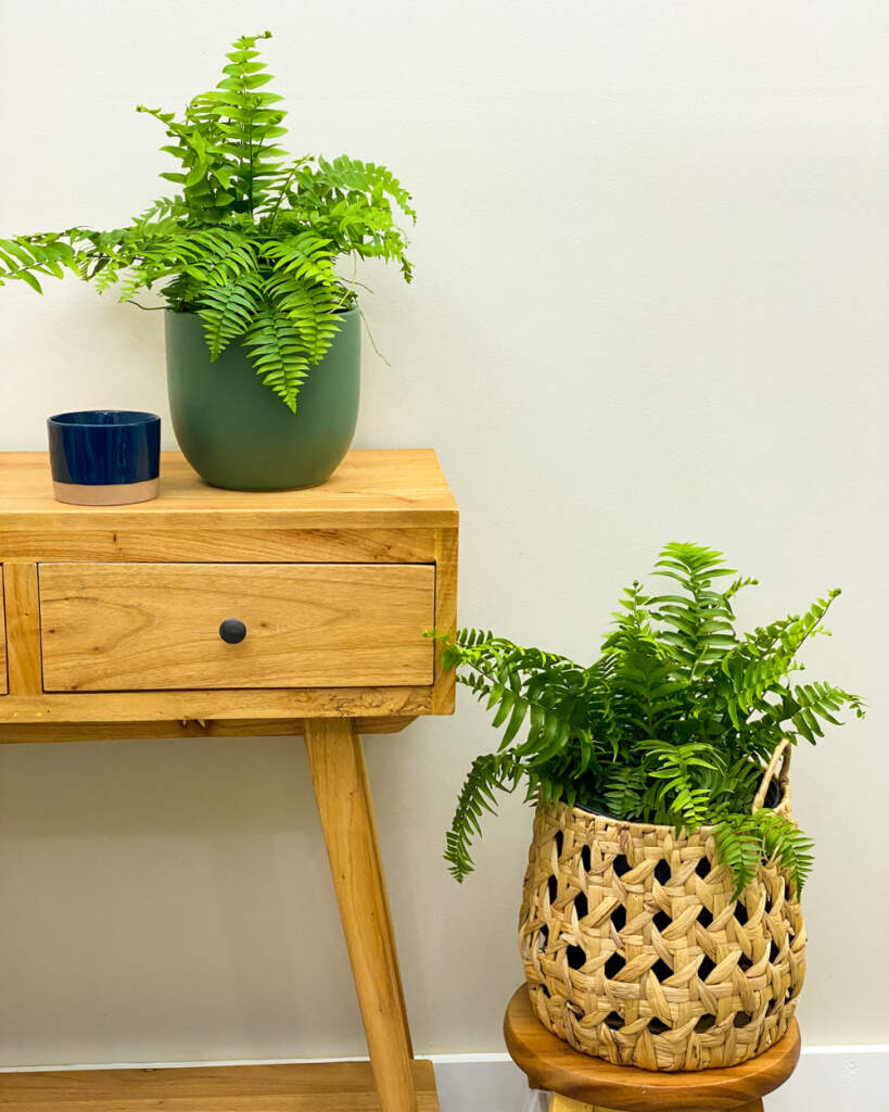 Buy Giant Sword Fern, Macho Fern Online | PlantVine