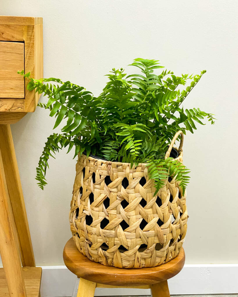 Buy Giant Sword Fern, Macho Fern Online | PlantVine