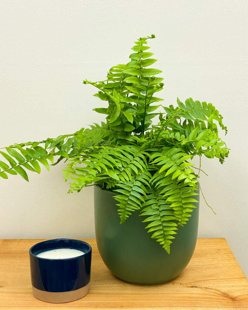 Buy Giant Sword Fern, Macho Fern Online | PlantVine