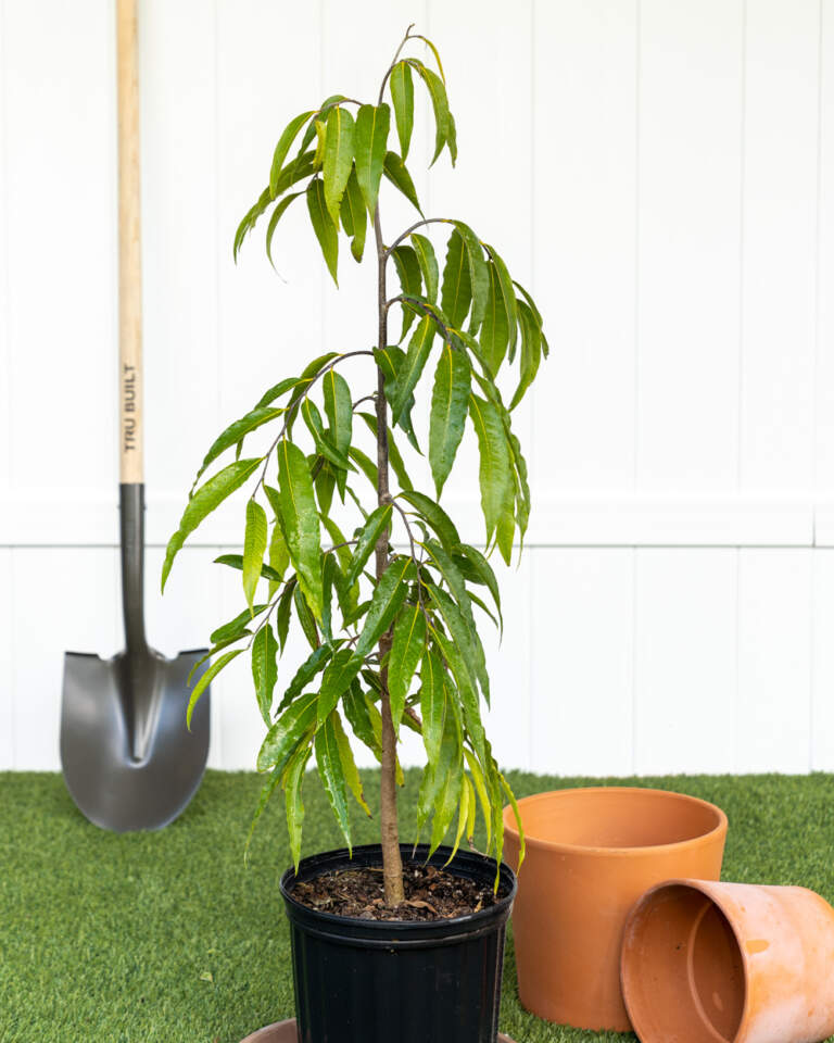 Indian Mast Tree | PlantVine