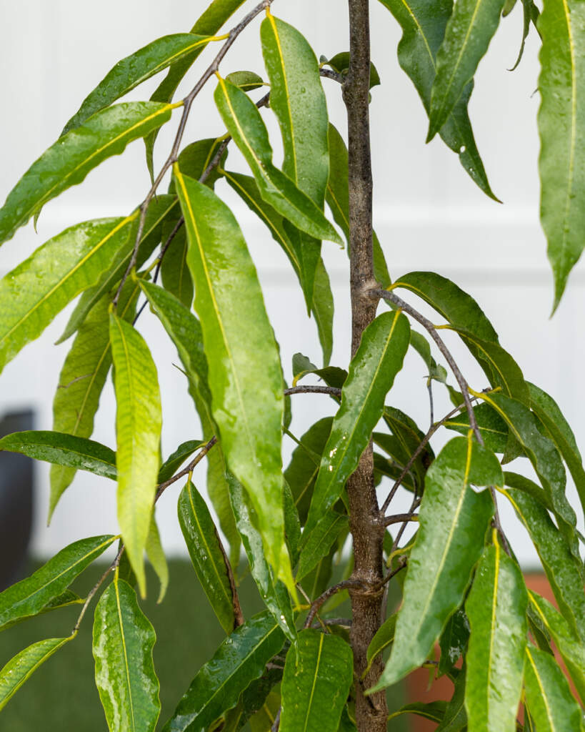 Indian Mast Tree | PlantVine