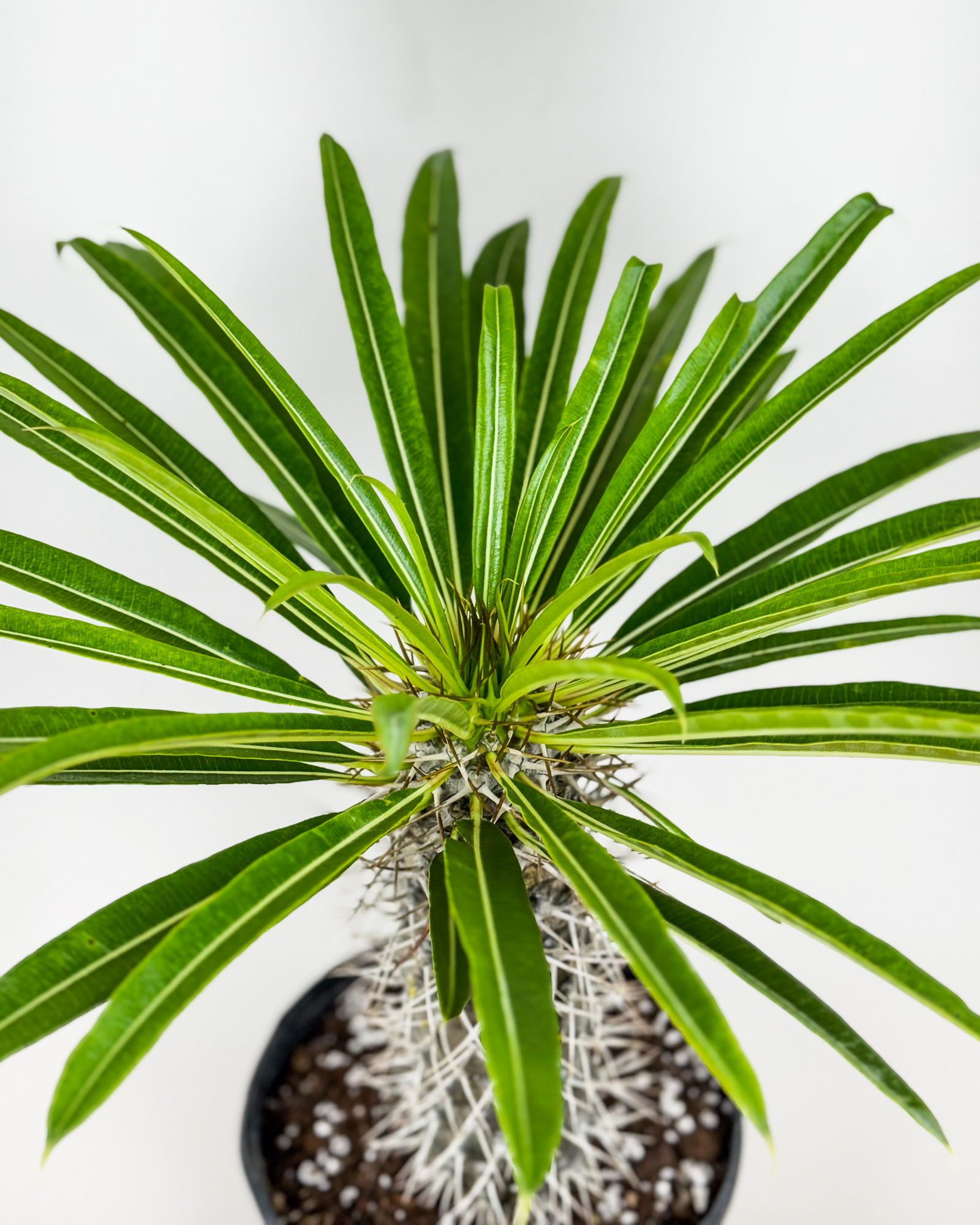 Madagascar Palm | PlantVine