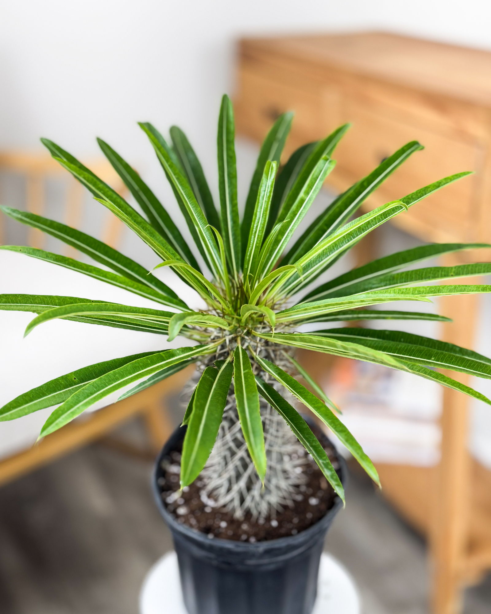 Madagascar Palm | PlantVine