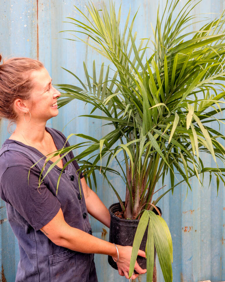 Majesty Palm | PlantVine