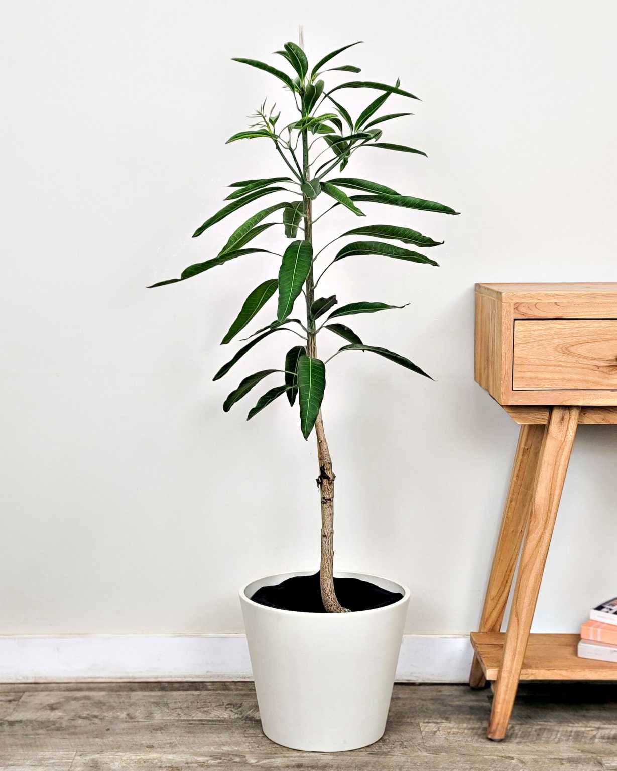 Mallika Mango Tree | PlantVine