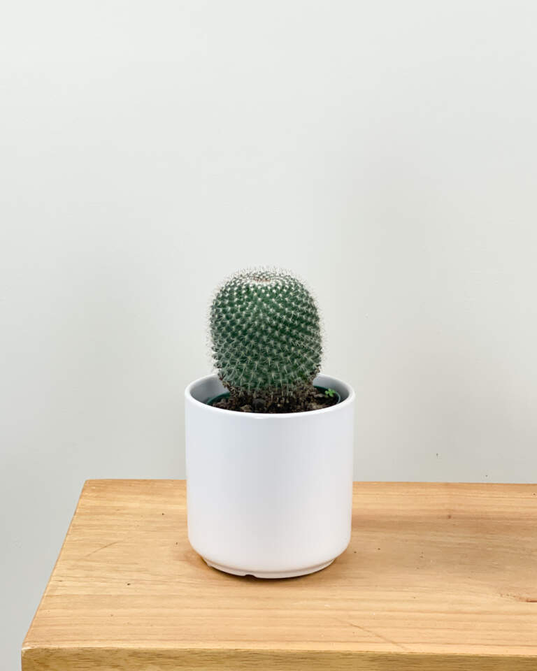 Old Lady Cactus | PlantVine