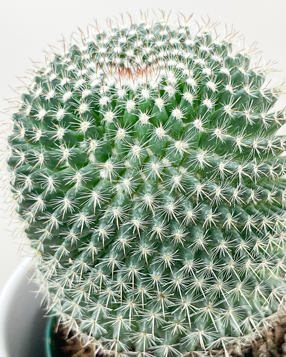 Old Lady Cactus | PlantVine