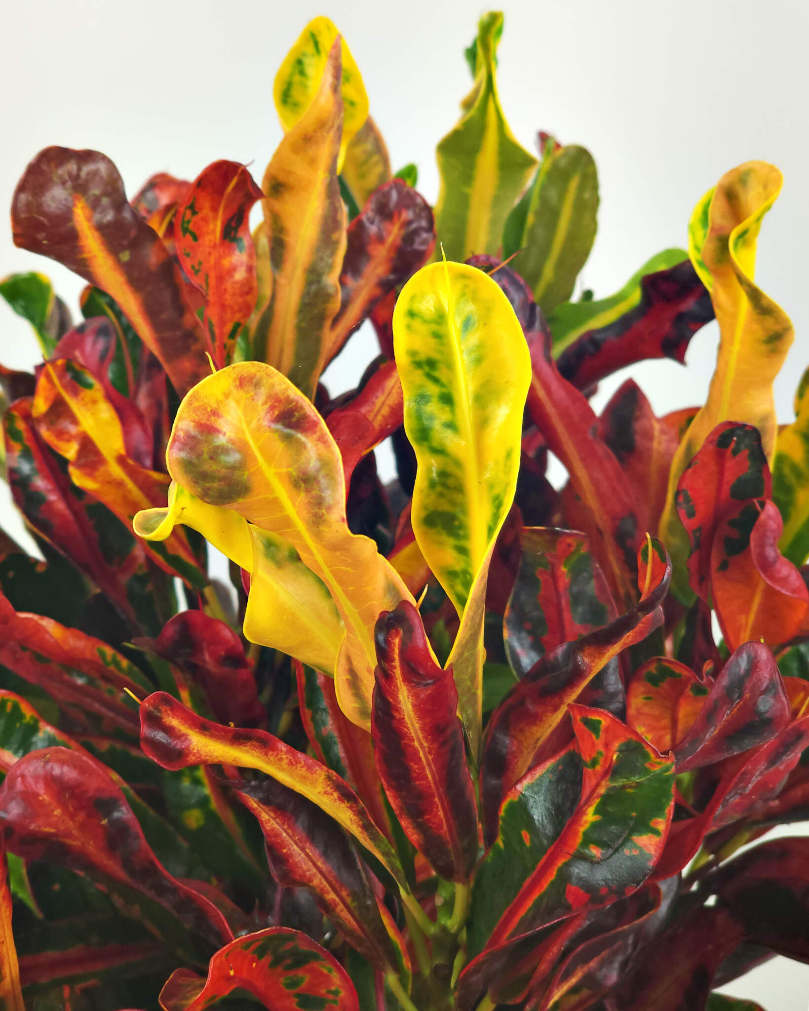 Croton ‘Mammey’ | PlantVine