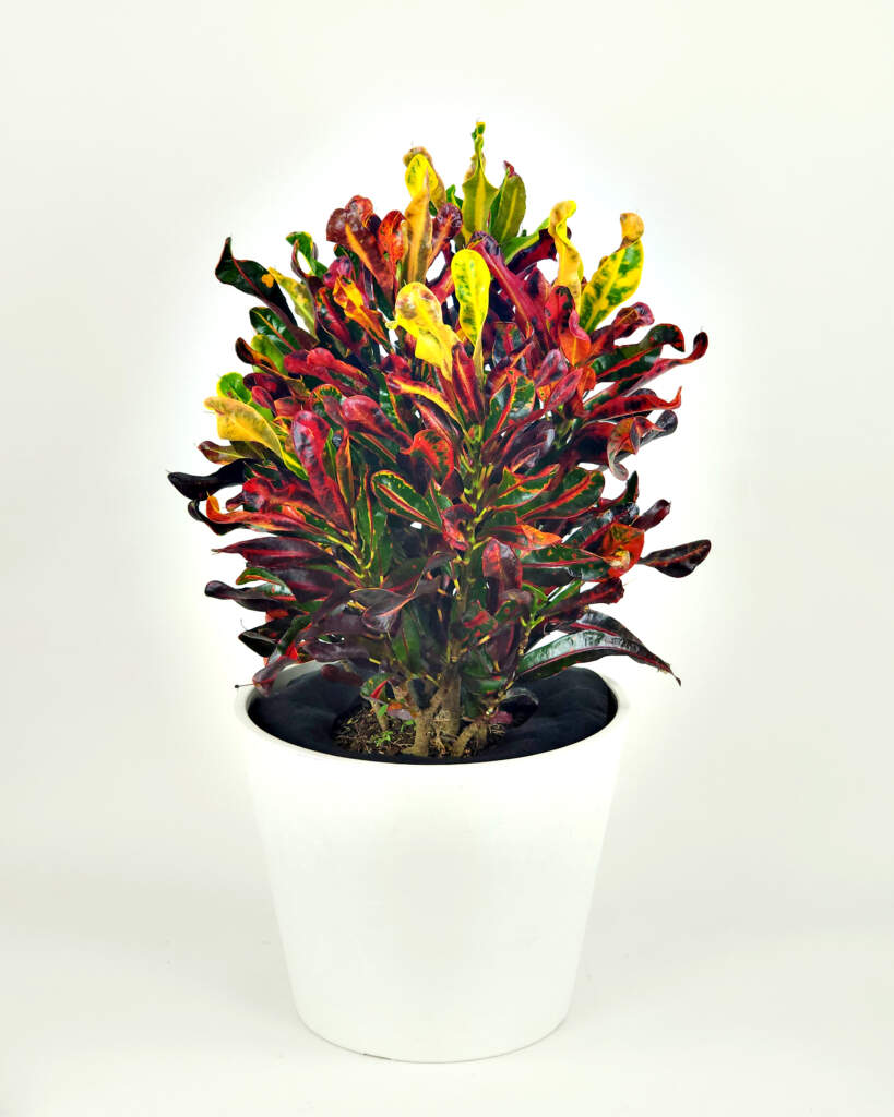 Croton ‘Mammey’ | PlantVine