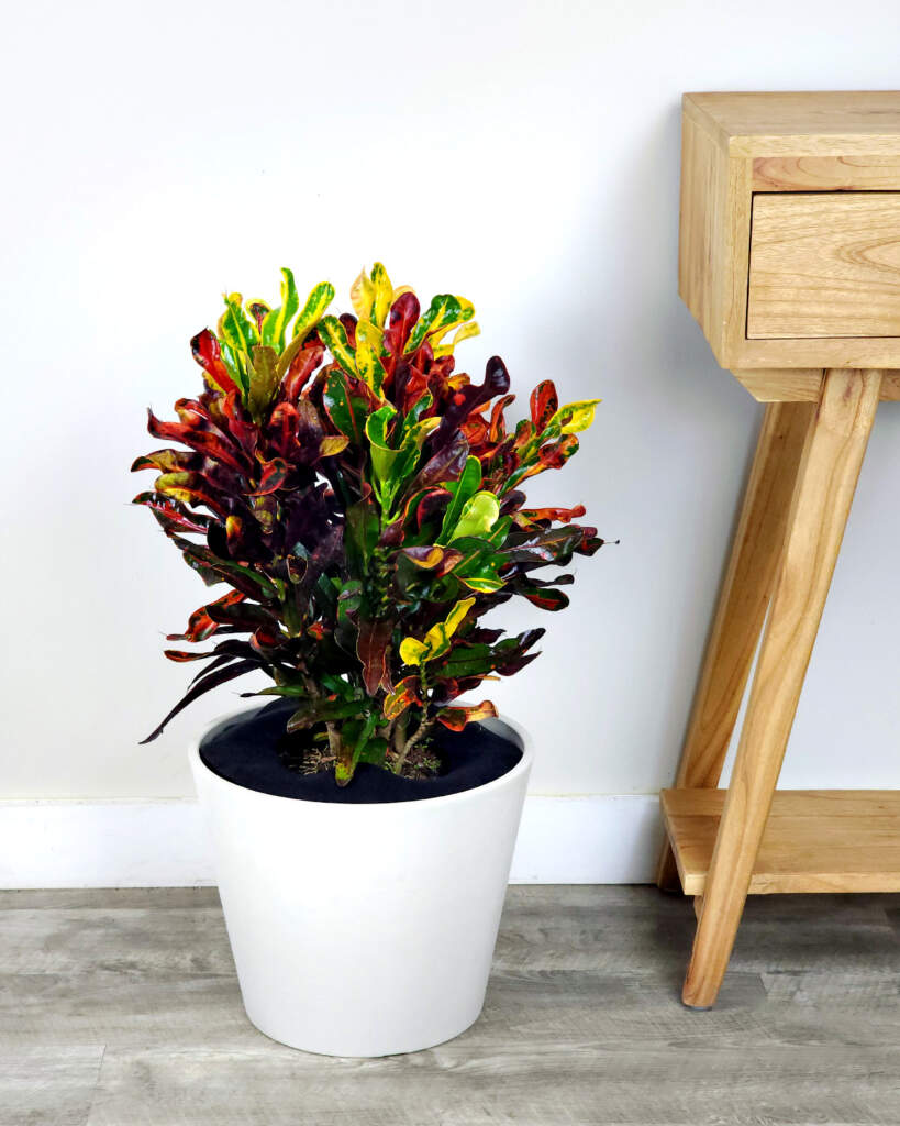 Croton ‘Mammey’ | PlantVine