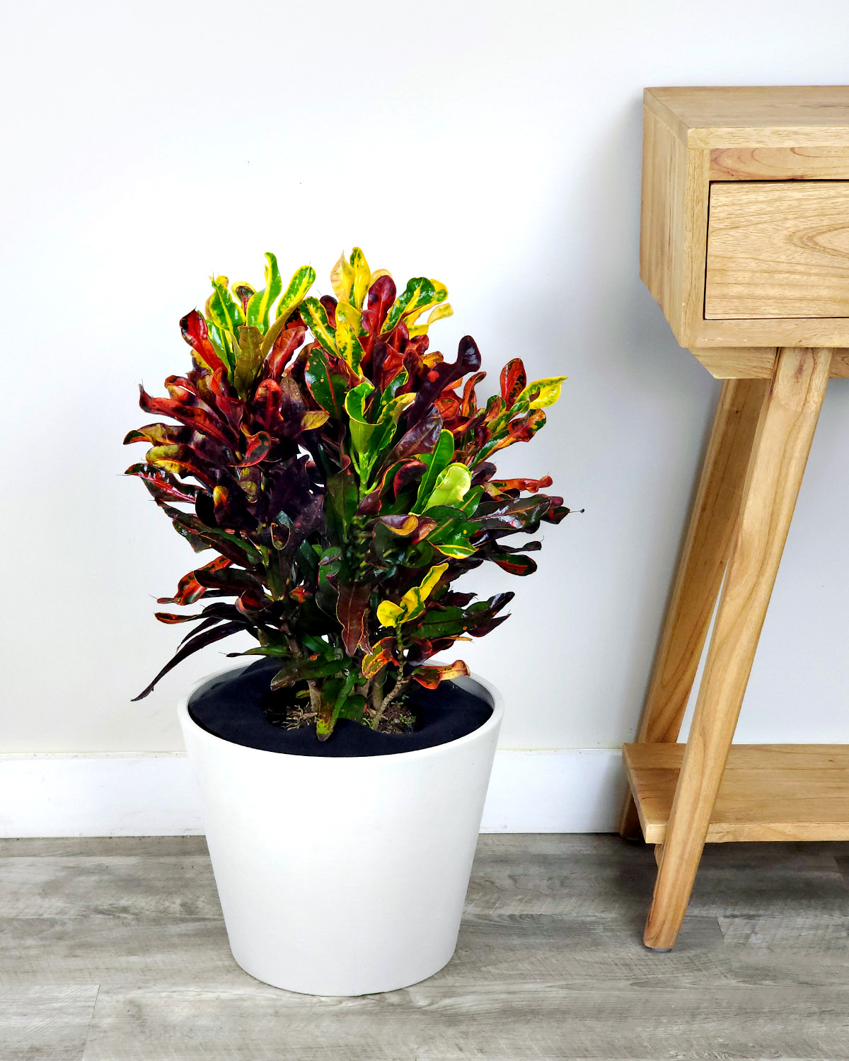 Croton ‘Mammey’ | PlantVine