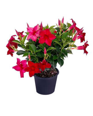 Red Mandevilla | PlantVine