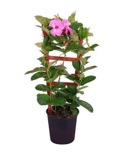 Pink Mandevilla | PlantVine