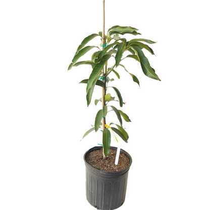 Haden Mango Tree | PlantVine