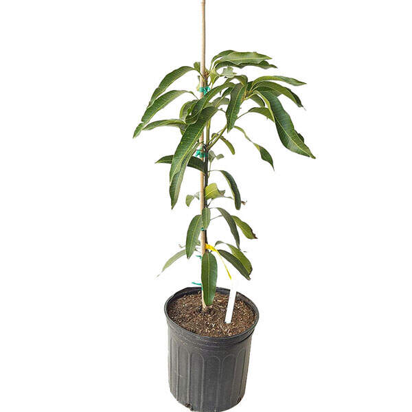 Haden Mango Tree | PlantVine