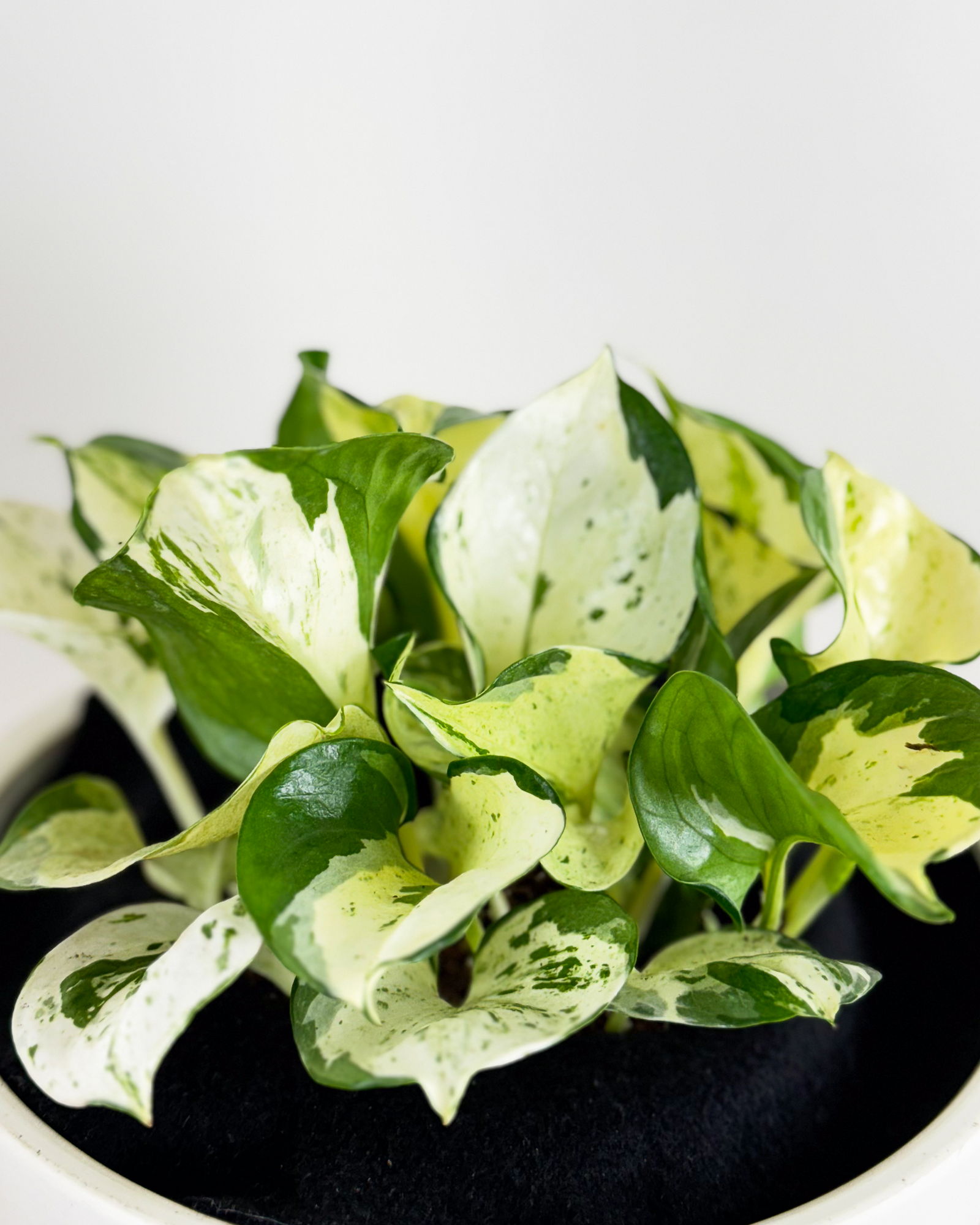 Manjula Pothos | PlantVine