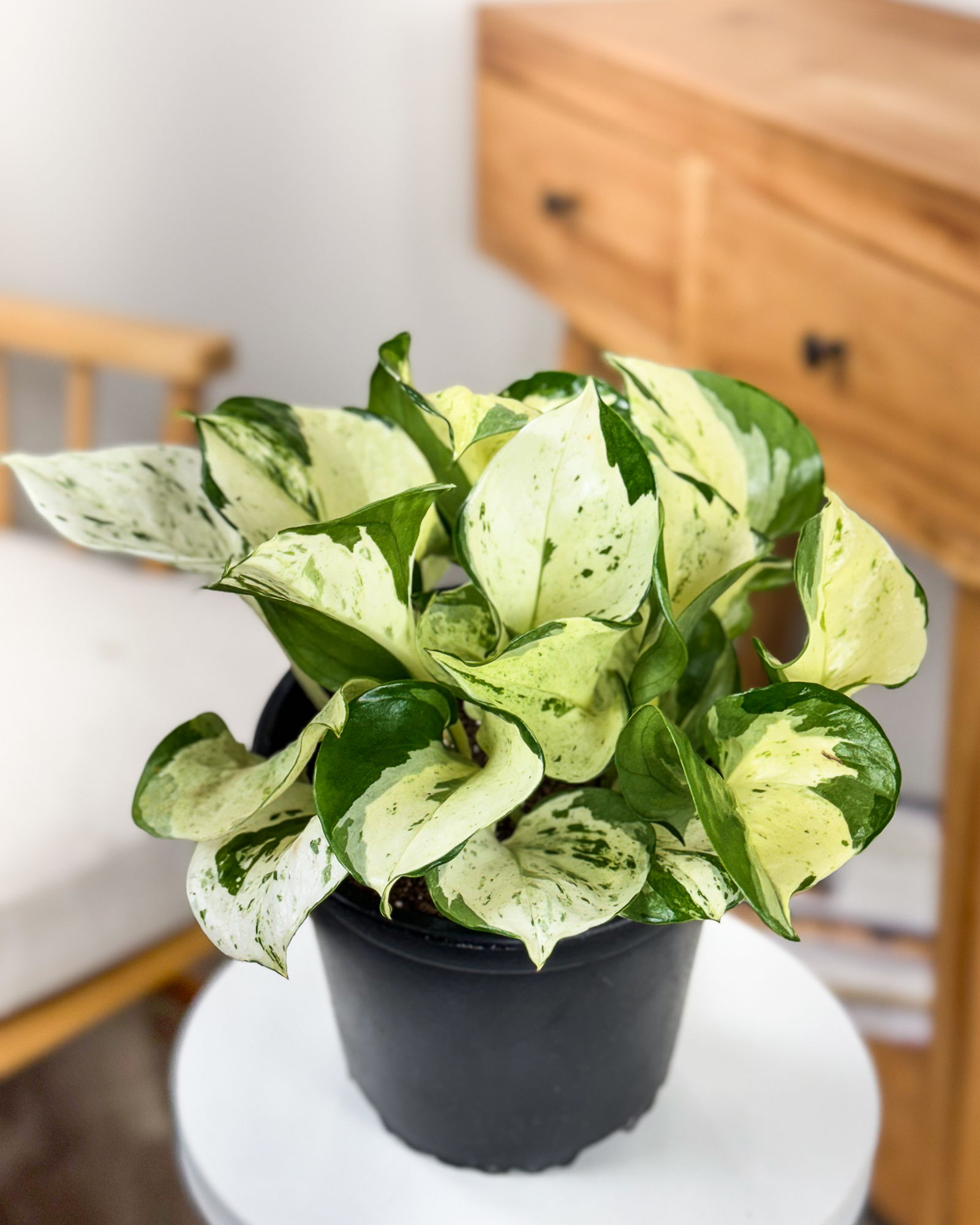 Manjula Pothos | PlantVine