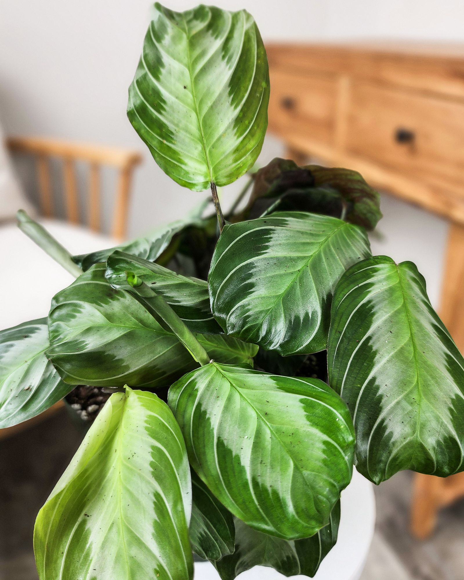 Homepage | PlantVine