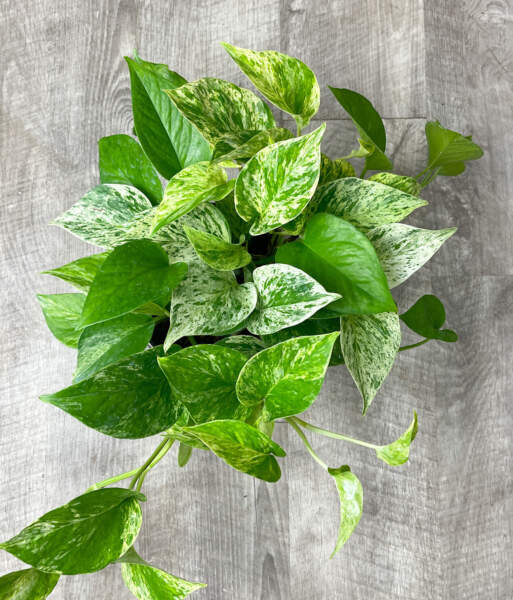 Pothos Varieties | PlantVine