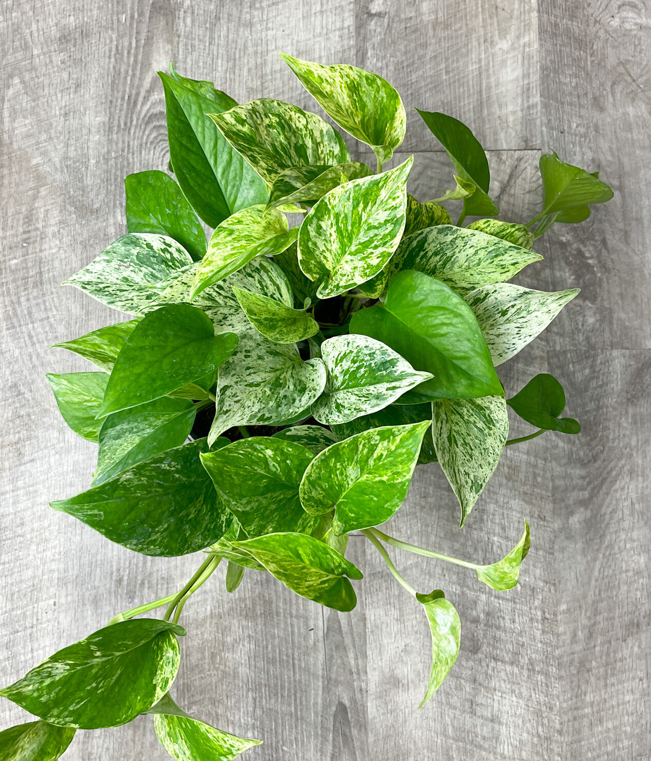 Pothos Varieties | PlantVine