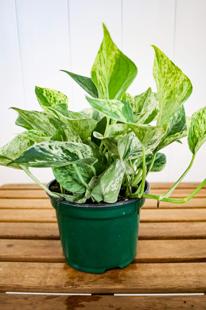 Marble Queen Pothos | PlantVine
