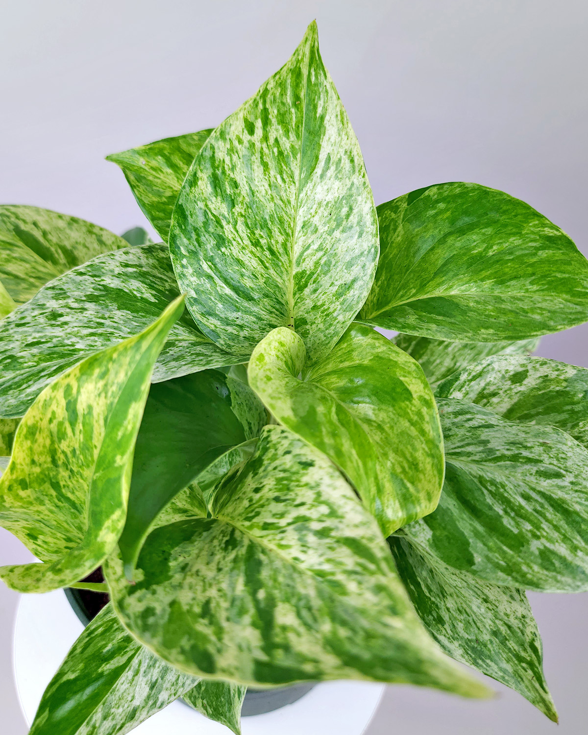 Marble Queen Pothos | PlantVine