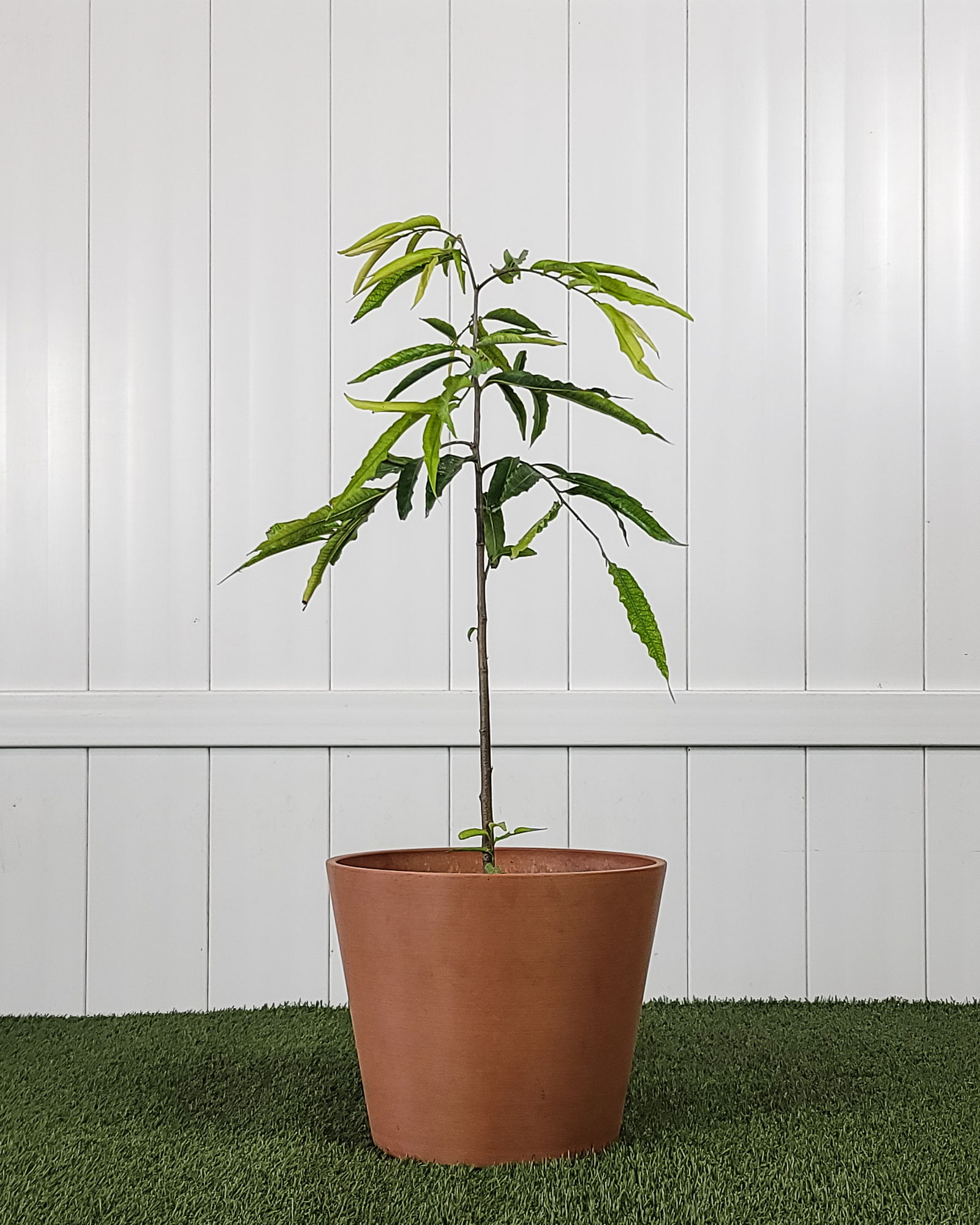 Indian Mast Tree | PlantVine