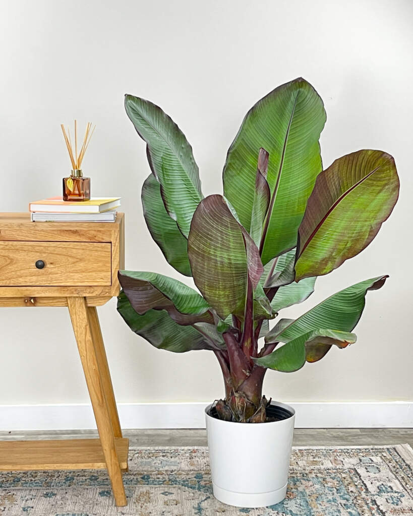 Ensete ventricosum ‘Maurelii’, Musa maurelii, Maurelii Red Banana ...