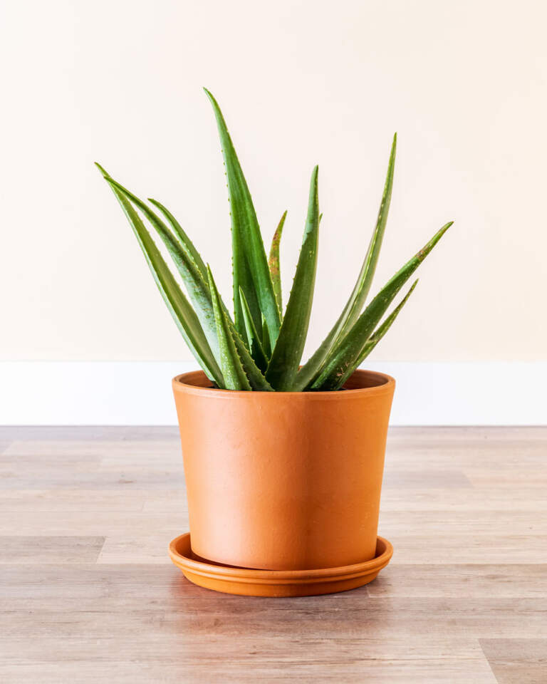 Aloe vera | PlantVine