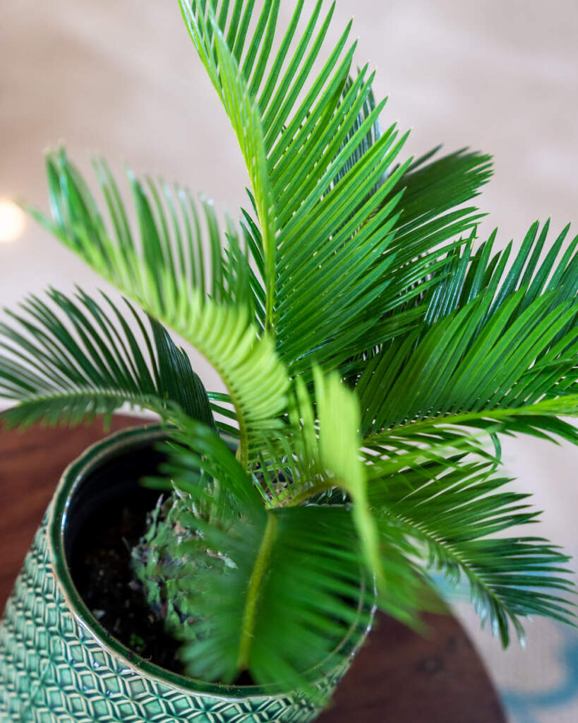 King Sago Palm | PlantVine