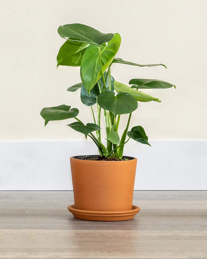 Buy Monstera Deliciosa, Swiss Cheese Plant For Sale Online