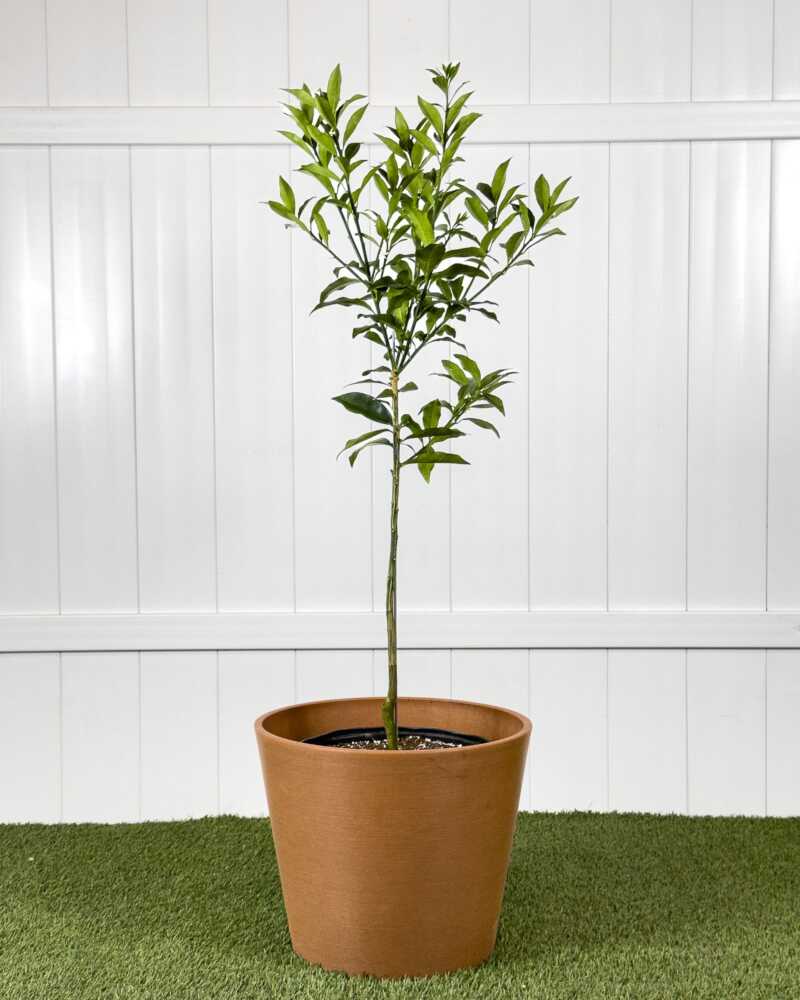 Meiwa Kumquat Tree | PlantVine