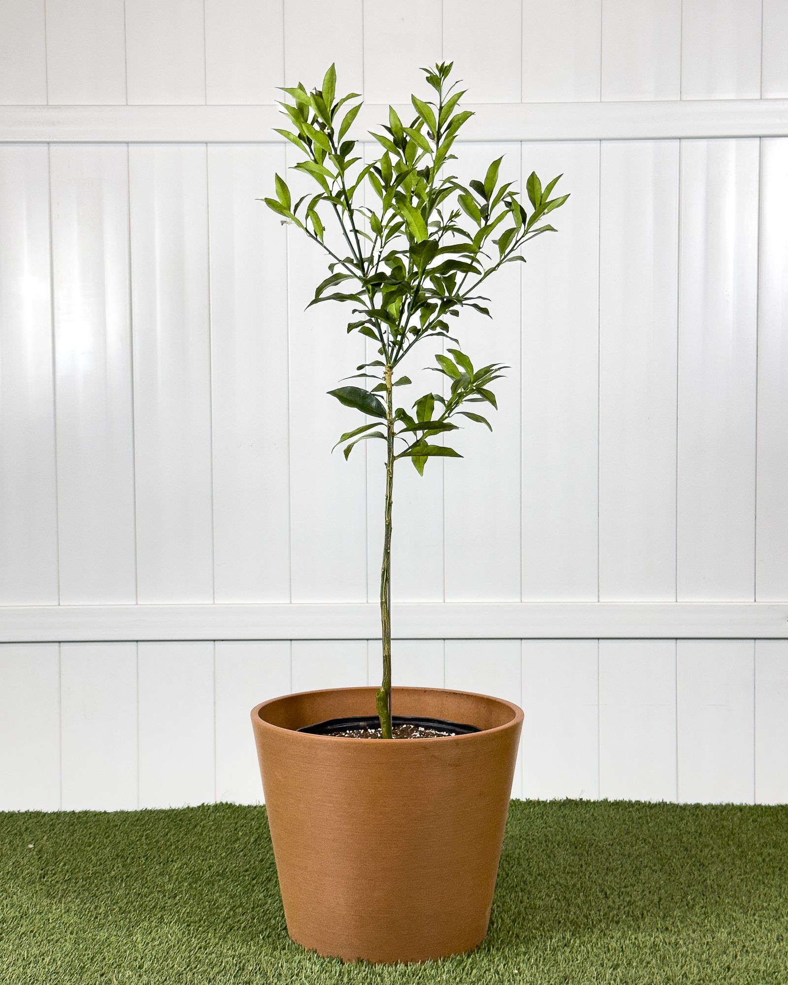 Meiwa Kumquat Tree | PlantVine