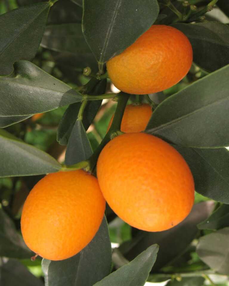 Meiwa Kumquat Tree | PlantVine