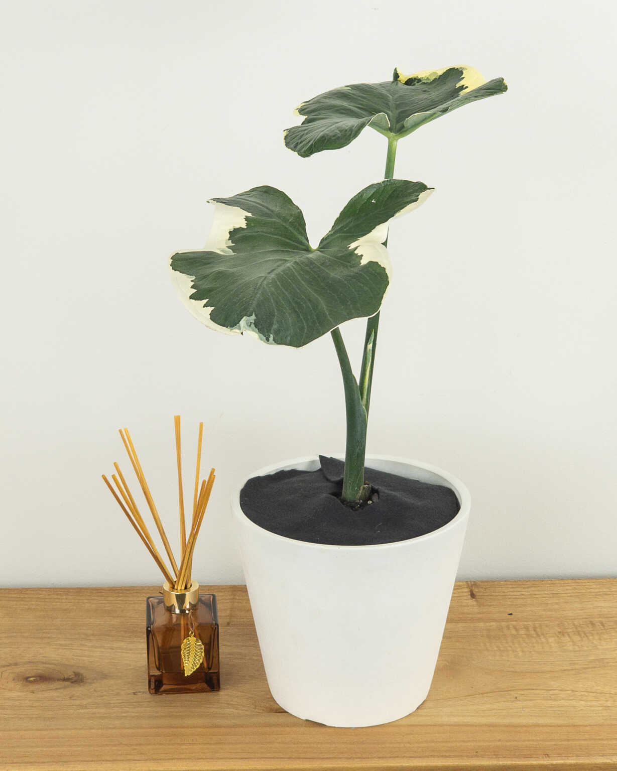 Mickey Mouse Alocasia | PlantVine