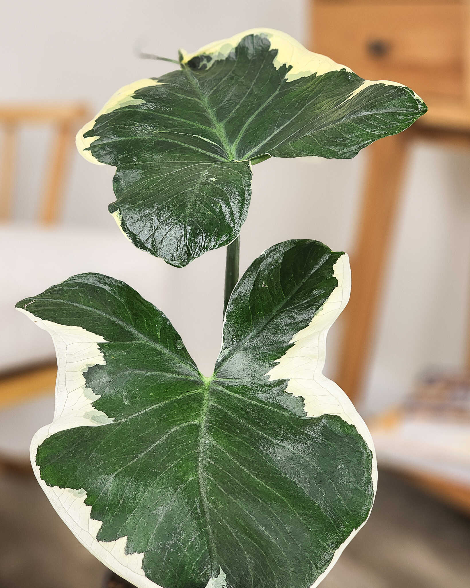 Mickey Mouse Alocasia | PlantVine
