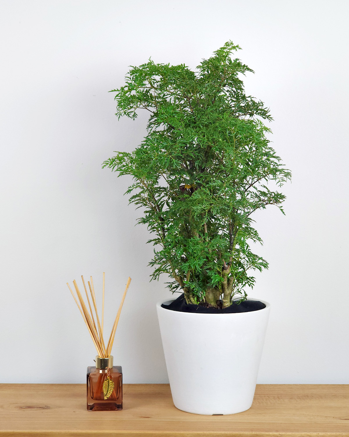 Ming Aralia | PlantVine