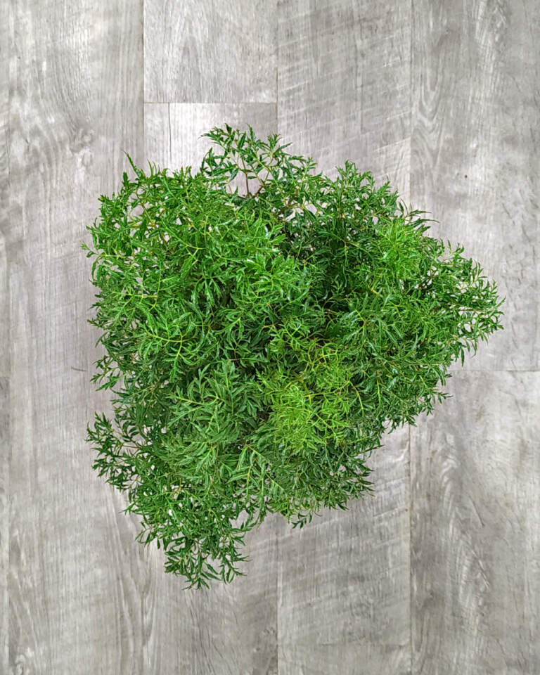 Aralia Varieties | PlantVine