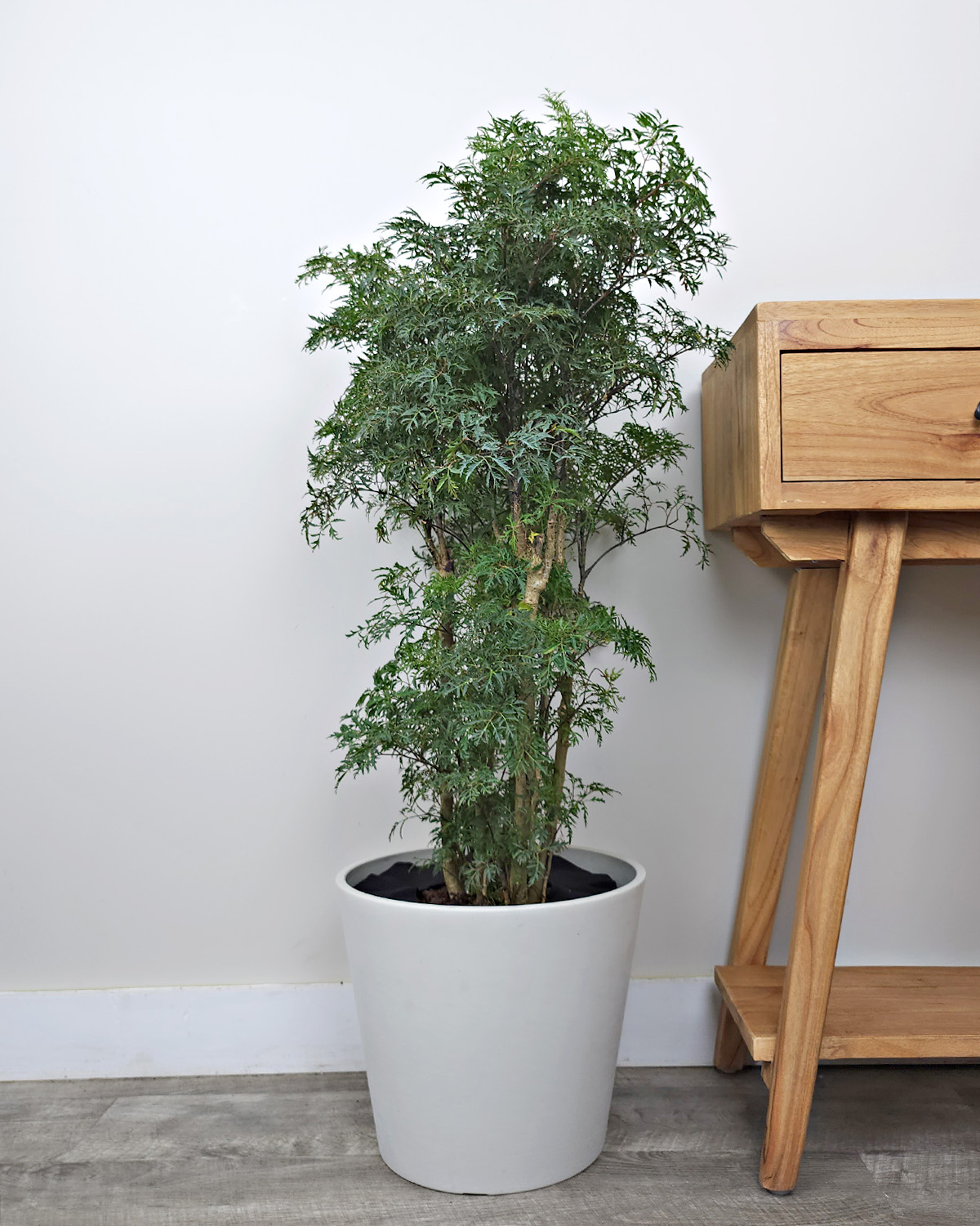Ming Aralia | PlantVine