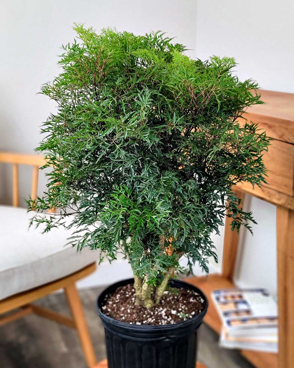 Ming Aralia | PlantVine