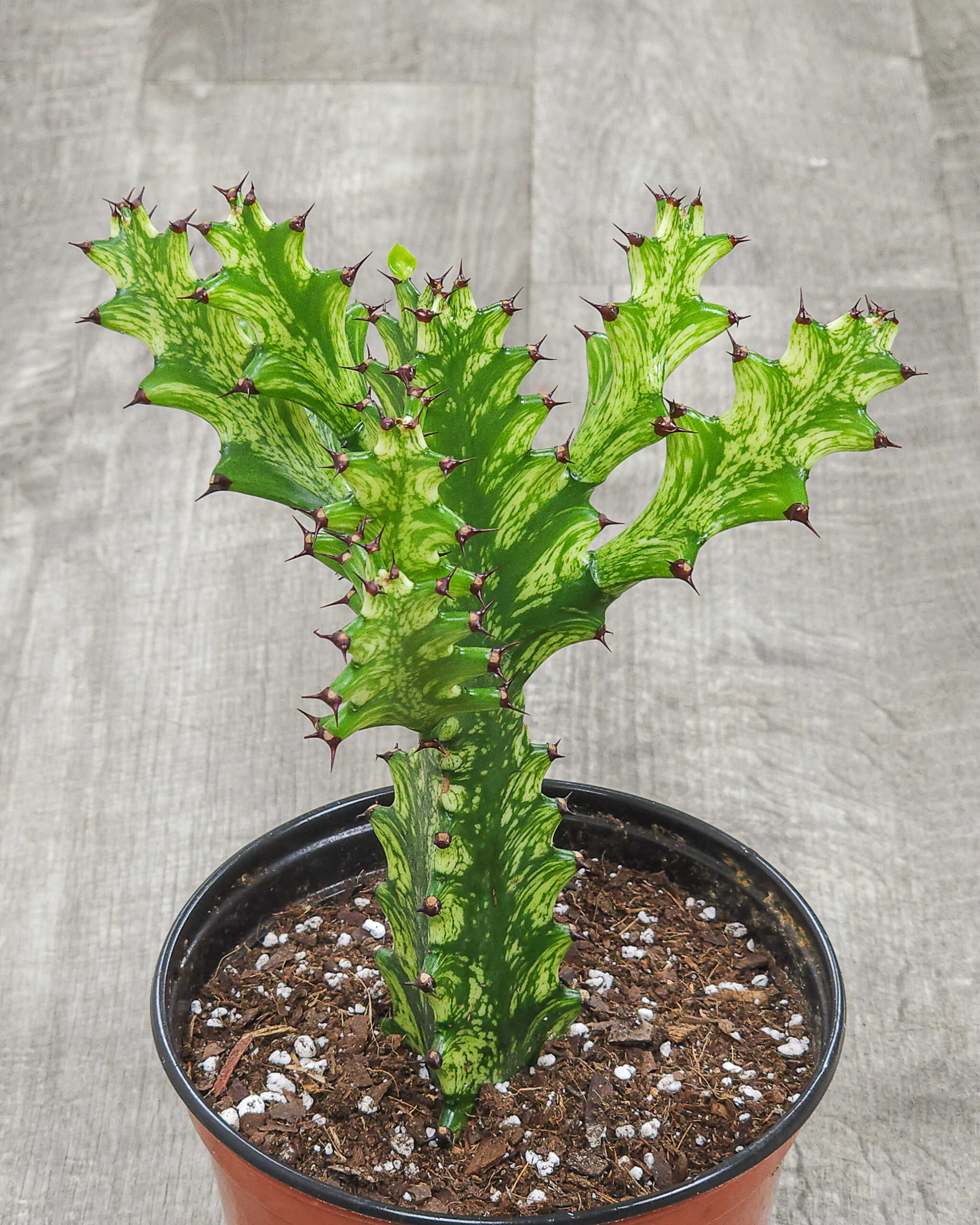 Cactus Varieties | PlantVine