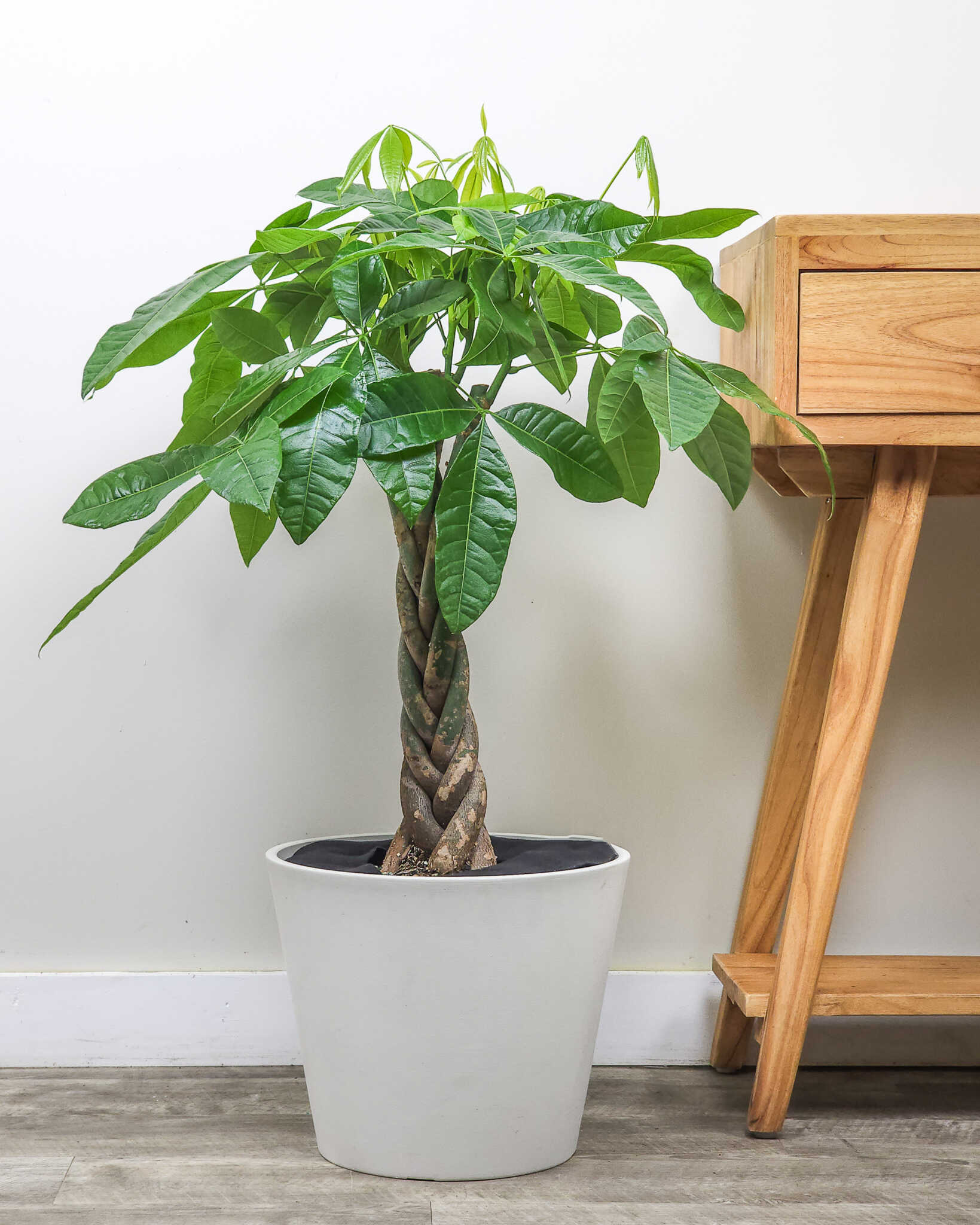 Braided Money Tree | PlantVine